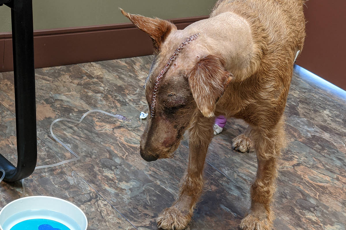 do cougars attack dogs