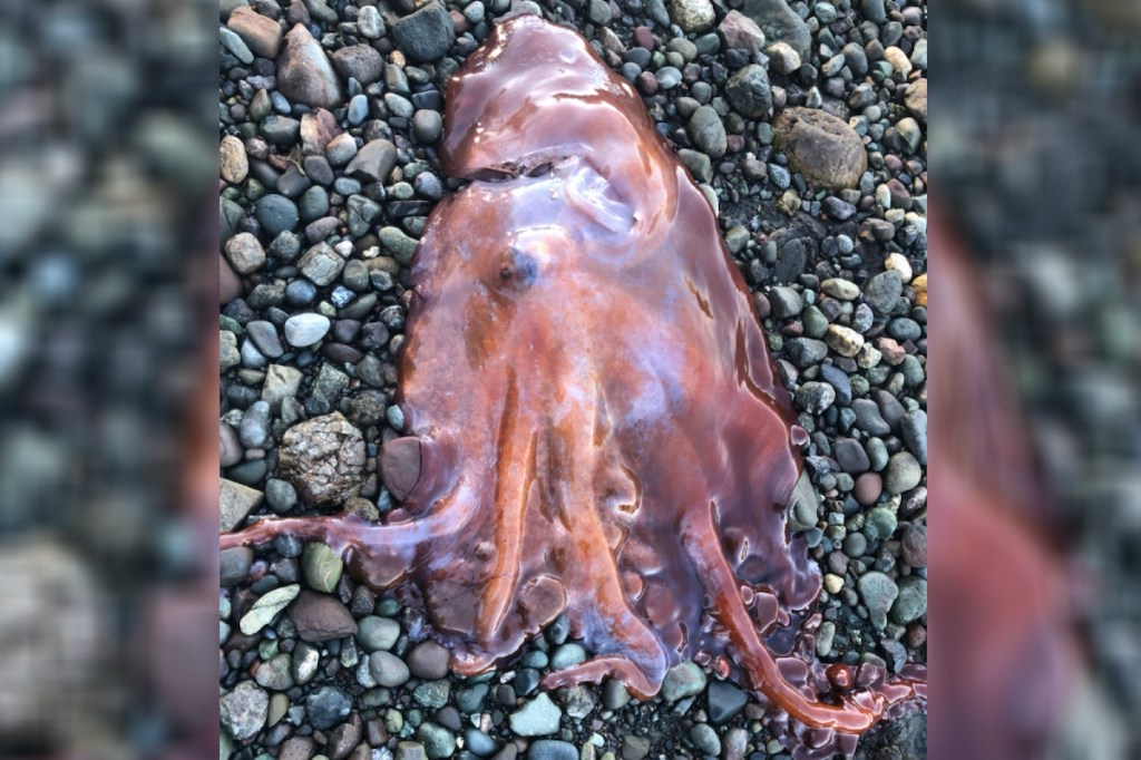 Right place, right tide: Rare 7-armed deep-sea octopus found on B.C ...