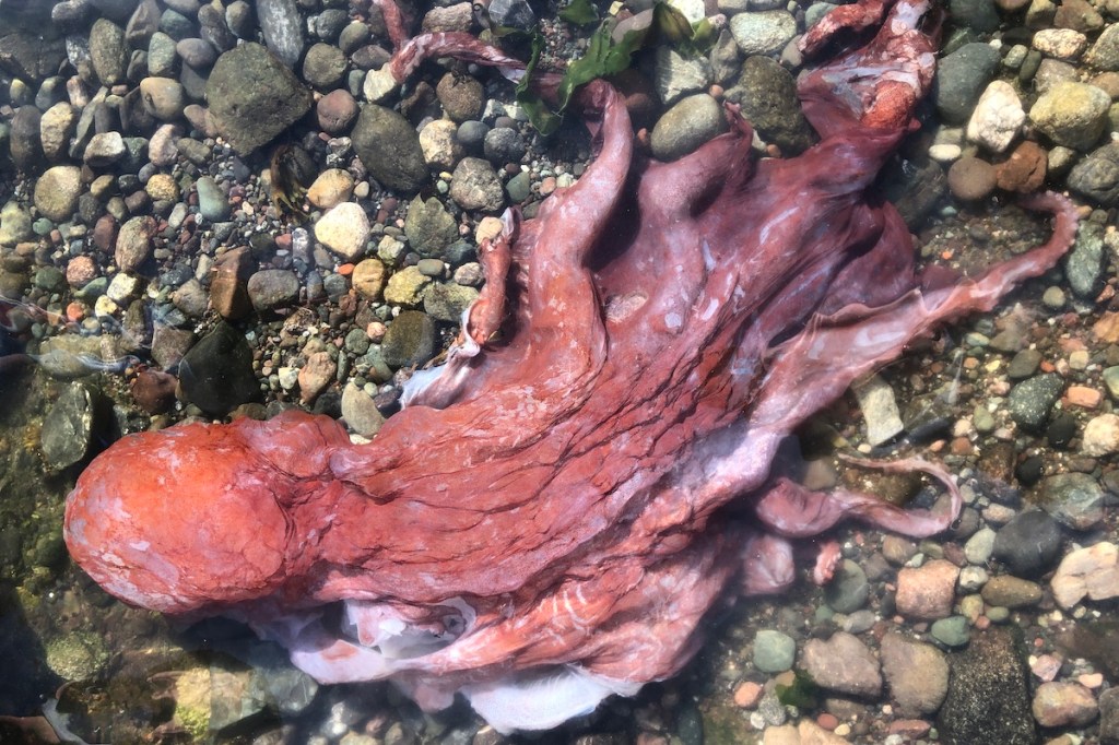 Right place, right tide: Rare 7-armed deep-sea octopus found on B.C ...